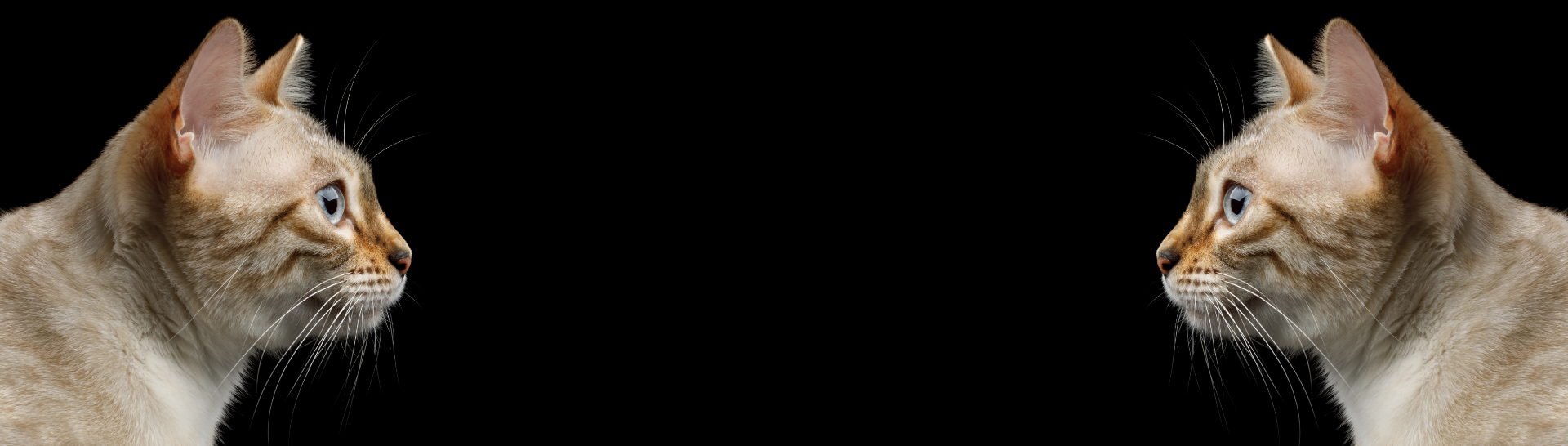 Easily Generate Sample Data for Testing Using Bogus and AutoBogus ...